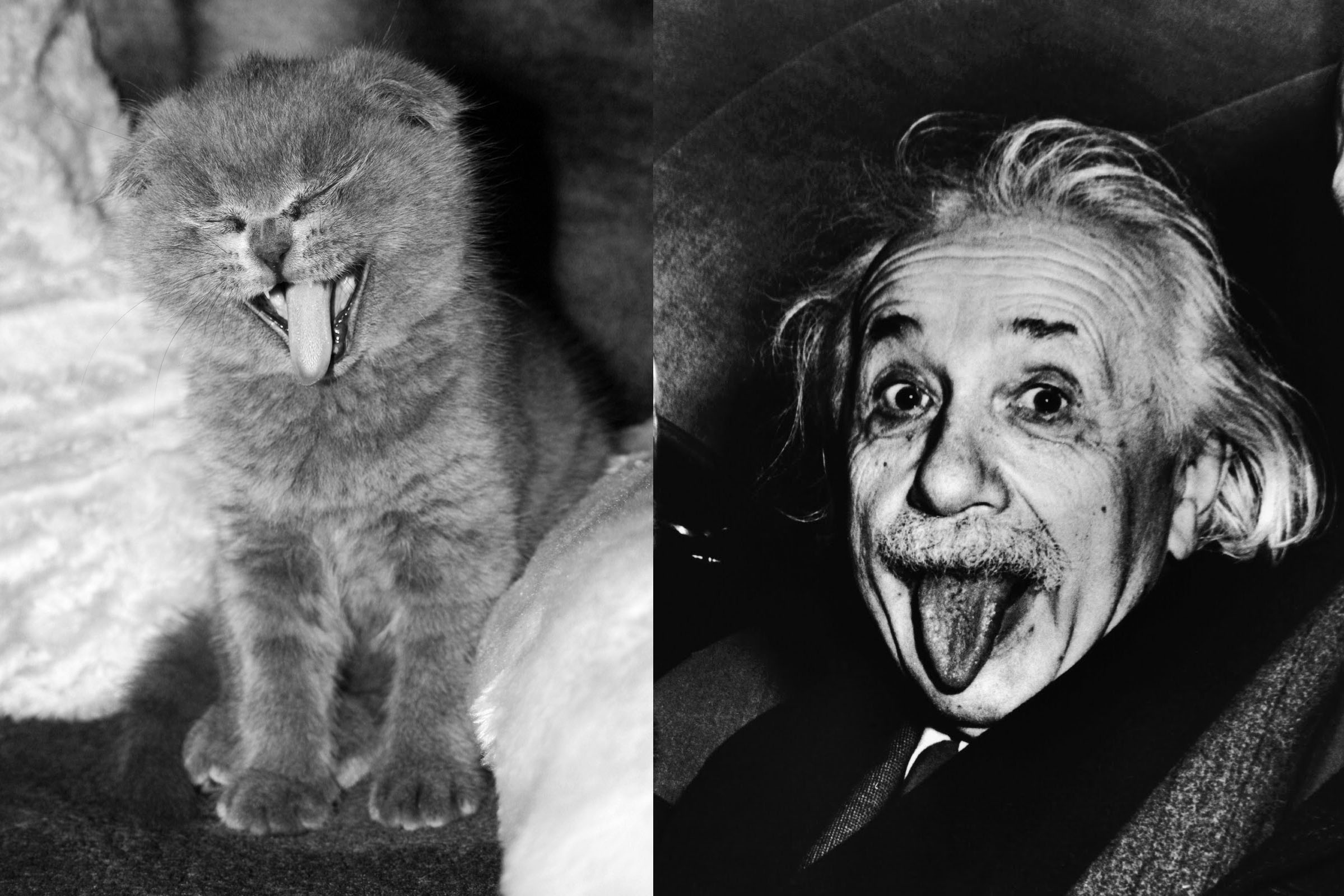 strazdiņa.lv» Blog Archive » Cat vs. Einstein